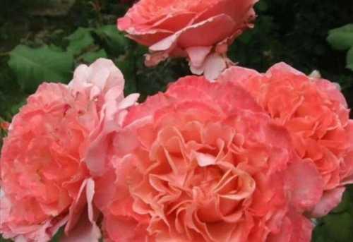 Саженцы роз Лоран Каброль заказы на весну 2024г