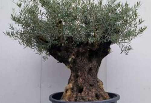 Олива, Оливковое дерево комнатная 100см/200см
