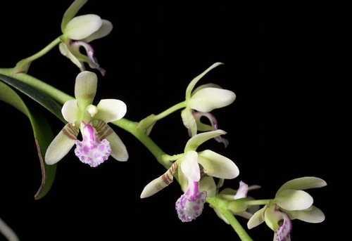 Орхидея Sedireajaponica