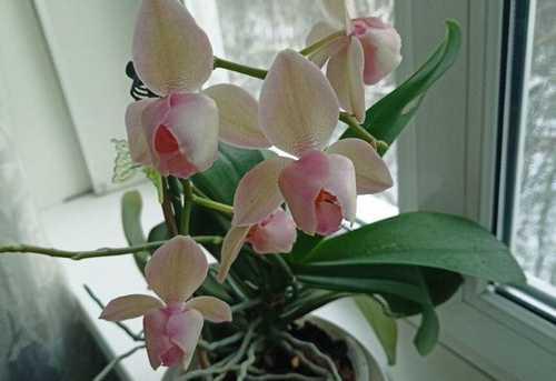 Орхидея фаленопсис пелорик Легато