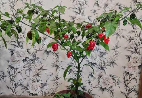 Перец куст Carolina reaper растение в горшке