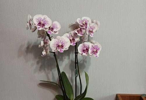 Орхидея фаленопсис Биг Лип, 2 ствола