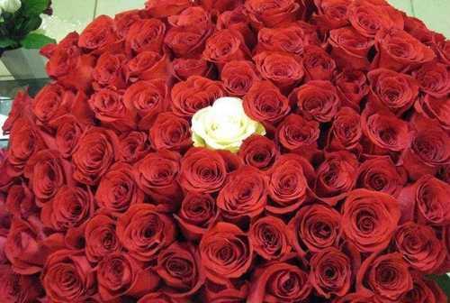 101 роза с доставкой Букет Цветы