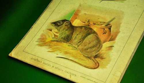 Дореволюционный плакат домашня мышь и крыса