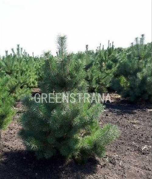 Сосна обыкновенная Extra «Pinus sylvestris»/300-35