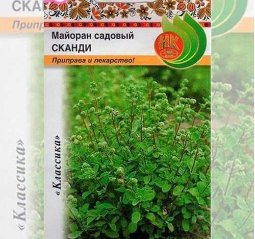 Майоран Сканди рассада