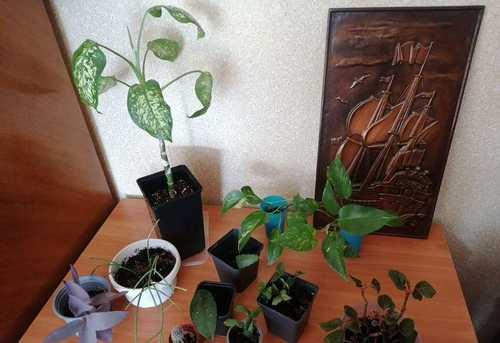 Распродаю комнатные растения