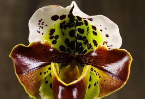 Орхидея Пафиопедилум Американский бело-фиолетовый