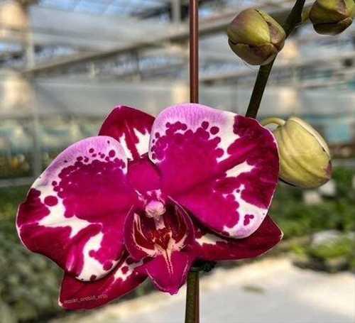 Орхидея Phal. Younghome New York