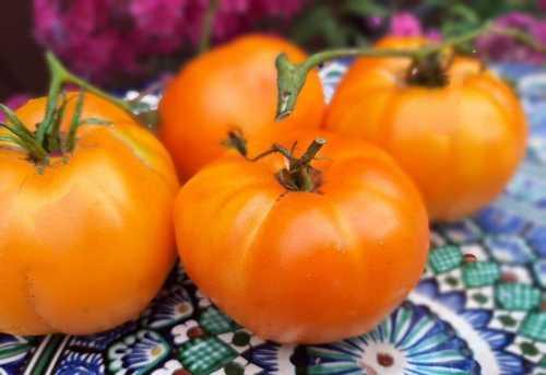 Семена томата Вольф Зосси оранжевый