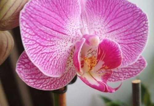 Орхидея фаленопсис Сангрия