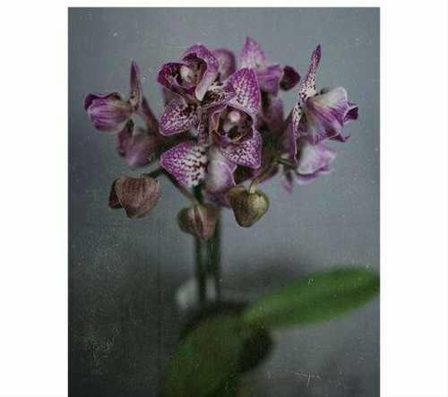 Орхидея фаленопсис пелорик Formosa
