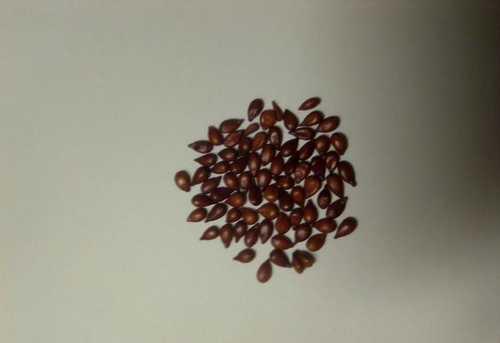 Семена хиномелиса (айва японская)