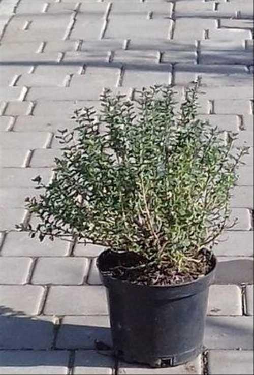 Растение Дубровник