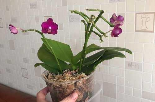 Орхидея фаленопсис Сого релекс отцвет