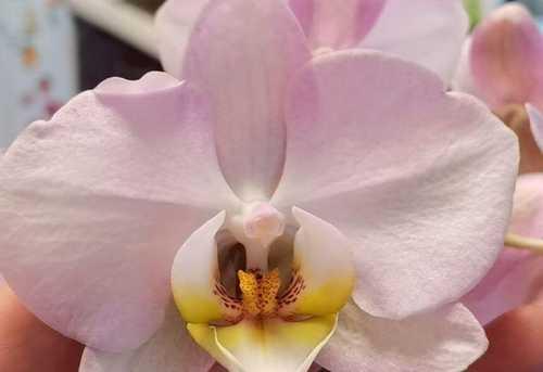 Орхидея нежно розовая
