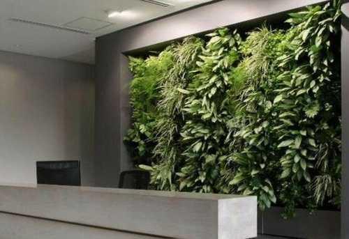 Фитостены и вертикальное озеленение 'Зеленая стена