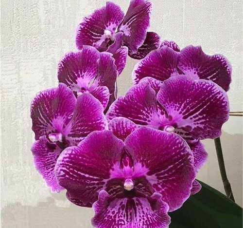 Орхидея фаленопсис Абба (Phalaenopsis Abba)