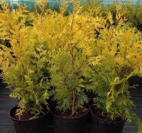 Туя западная Голден Брабант Thuja осс. Gold 100+см