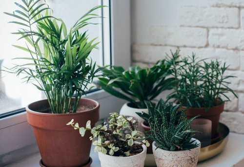 Растения комнатные в дар