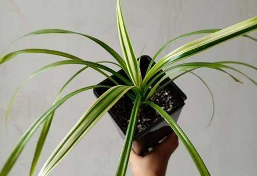 Пальма панданус комнатное растение