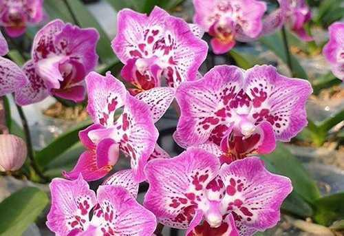 Орхидея Phal. Formosa Cranberry 'Wilson'