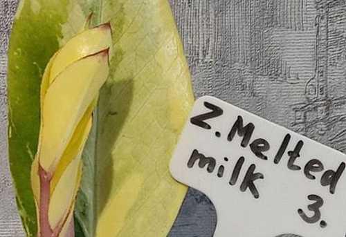 Замиокулькас Melted milk