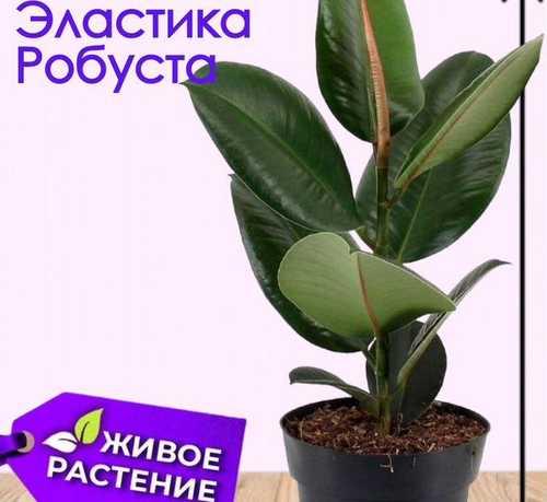 Фикус Elastica Robusta, Гор14, Выс50