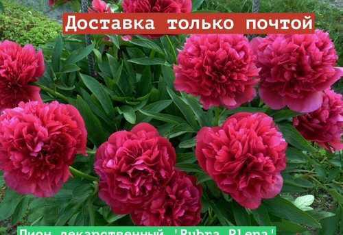 Пион лекарственный Rubra Plena