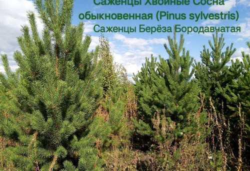 Сосна (Pinus sylvestris), Берёза Бородавчатая