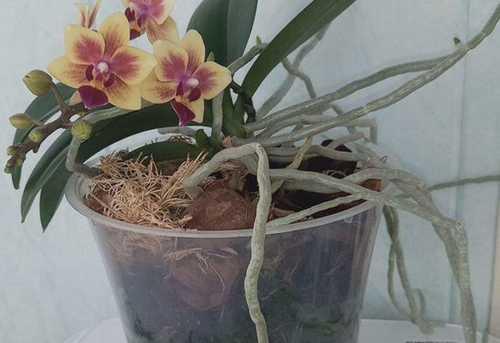 Орхидея фаленопсис,Phal. Sogo Gotris