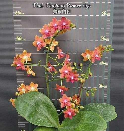 Орхидея в56 Phal. Pingtung Bronze Age Размер