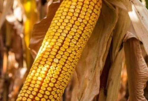 Гибриды кукурузы Пионер П7515