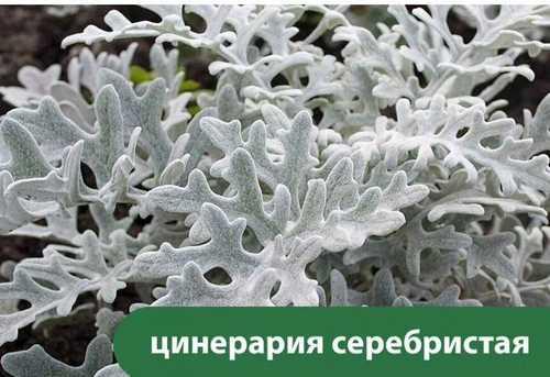 Садовые цветы- Цинерария серебристая