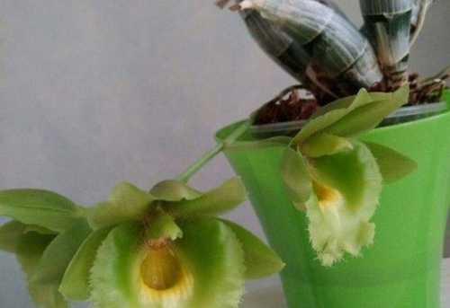 Орхидея морковка катасетум