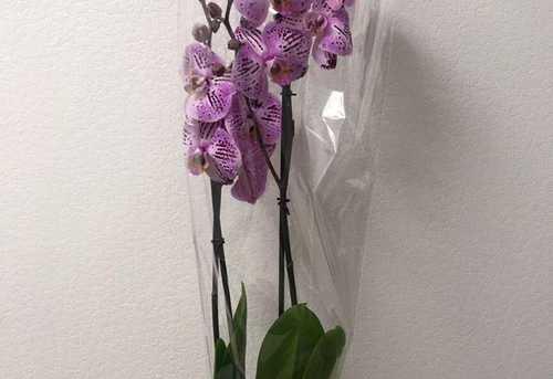 Орхидея фаленопсис 2 ст/70 см