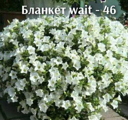Петуния Бланкет wait