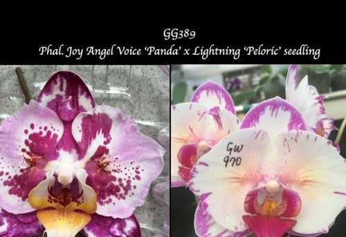 Орхидея фаленопсис от Джой