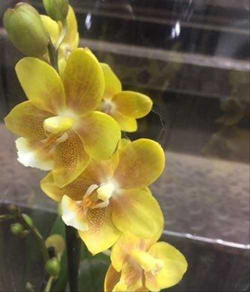 Орхидея мультифлора Желтый шоколад