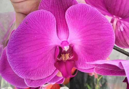Орхидея фаленопсис cardinal большая