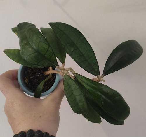 Hoya finlaysonii хойя финлайсони