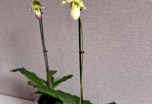 Орхидея Венерин Башмачок