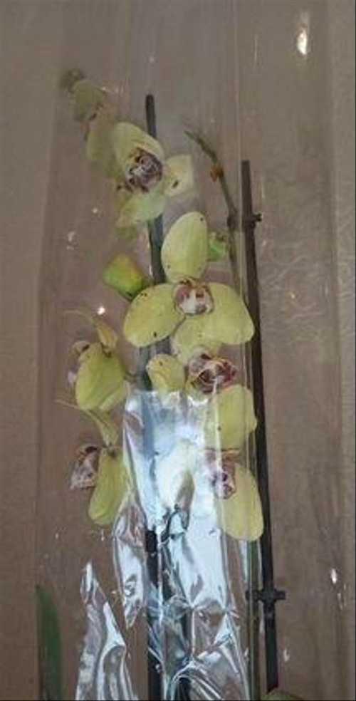 Орхидея фаленопсис, Пескара пелор. 3 цветоноса