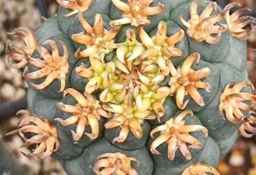 Кактусы Редкие виды из Азии