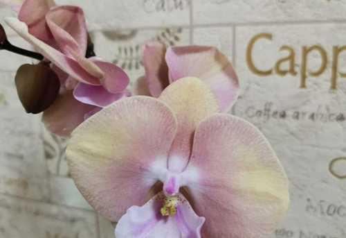 Орхидея биглип Единорог