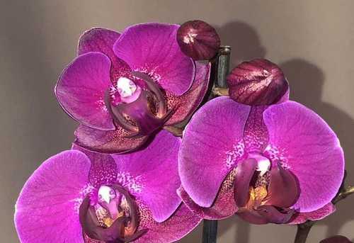 Орхидея пелор Стеленбош | Festima.Ru - Мониторинг объявлений