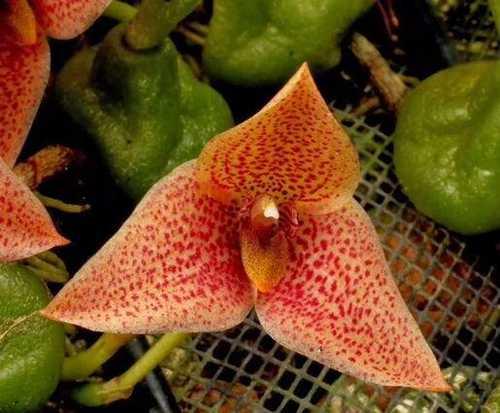 Мини орхидея Trias picta с цветоносами