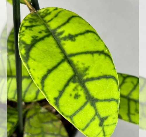 Хойя Ranauensis