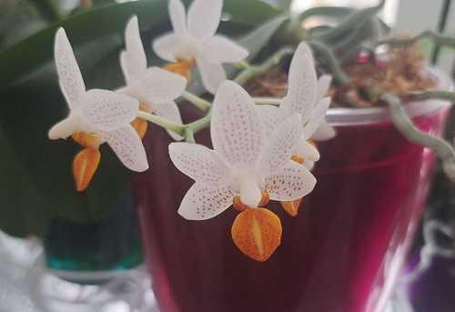 Орхидея Мини марк
