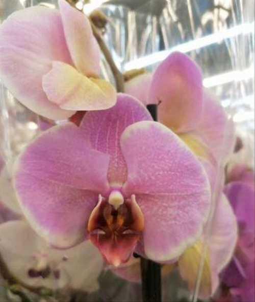 Орхидея фаленопсис 1 ст